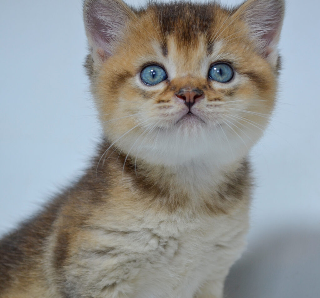 Купити шотландське прямовухе кошеня у розпліднику Diamantovuy Vsesvit