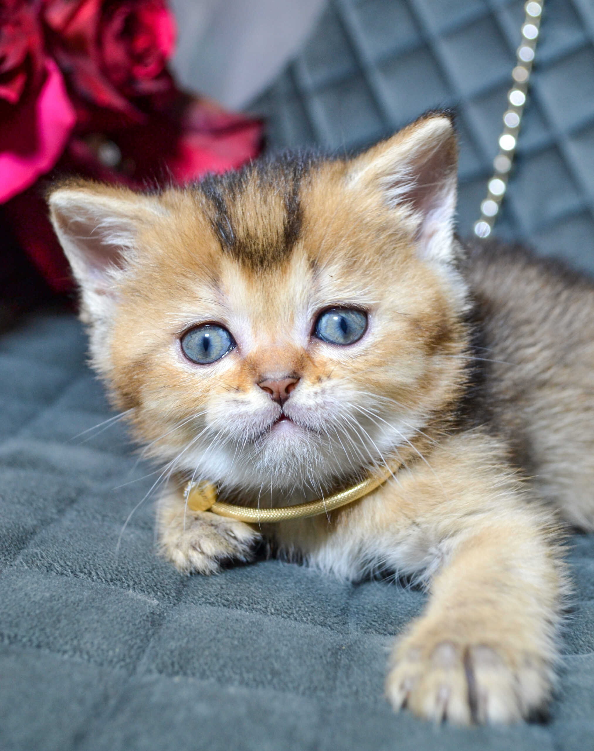 Купить котенка в питомнике шотландских кошек Diamantovuy Vsesvit