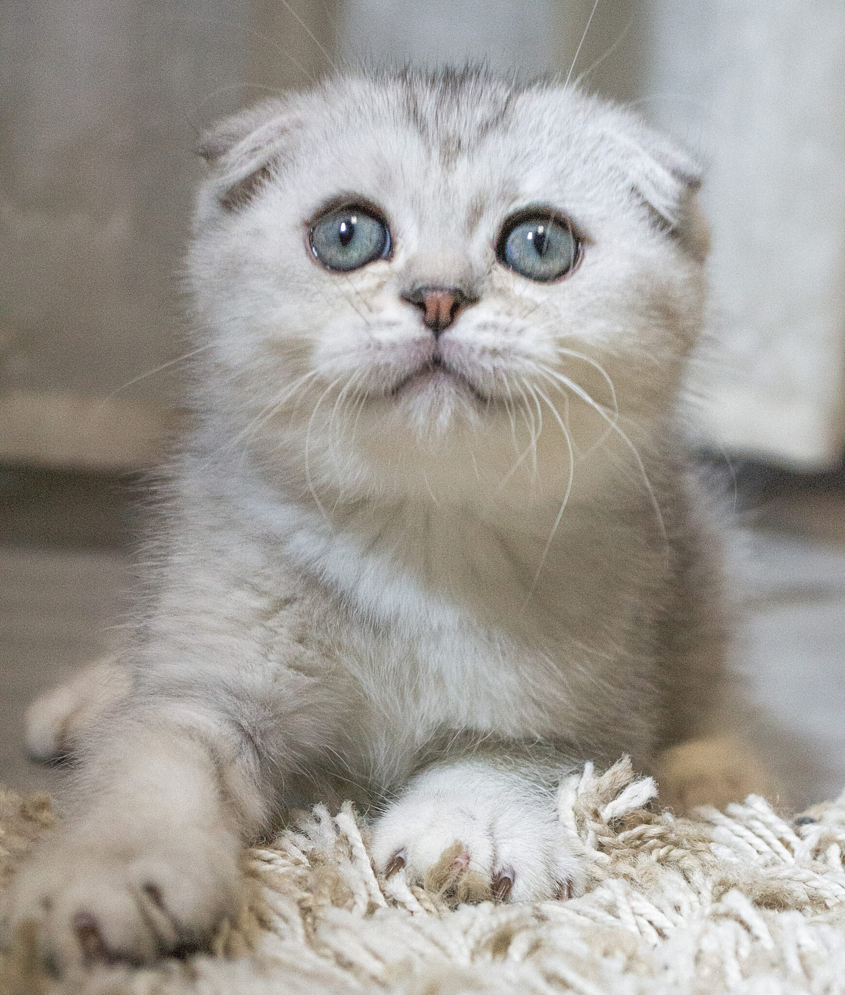 Купити шотландське кошеня у розпліднику висловухе або прямовухе.