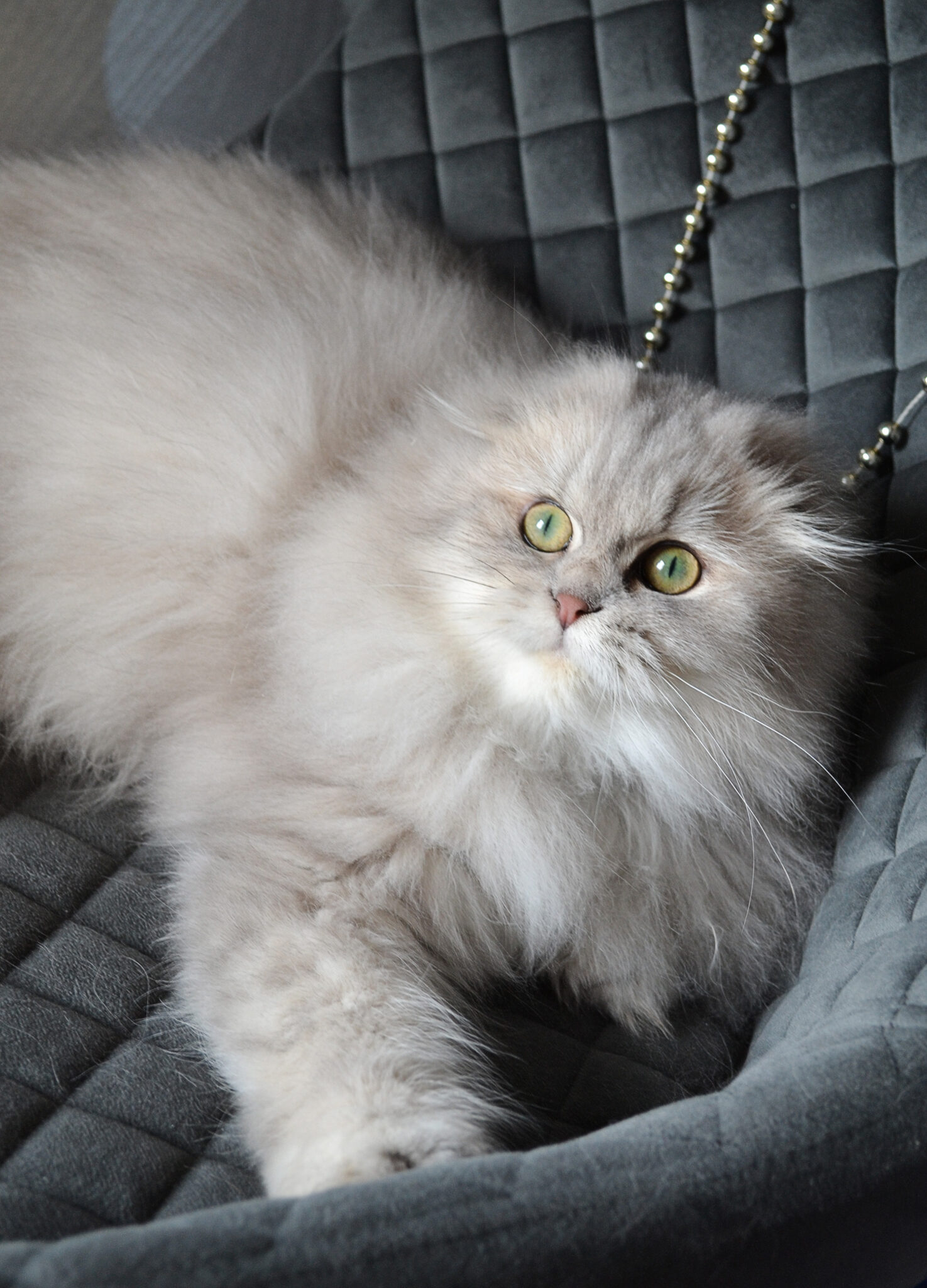 Купити шотландське кошеня у розпліднику висловухе або прямовухе.